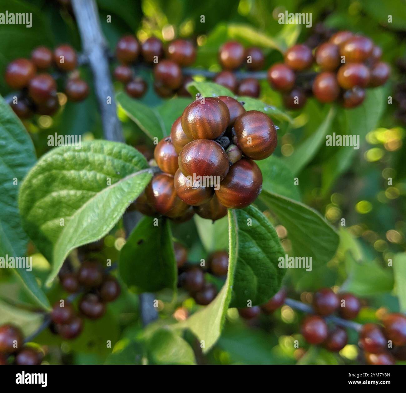 Amur honeysuckle (Lonicera maackii Stock Photo - Alamy