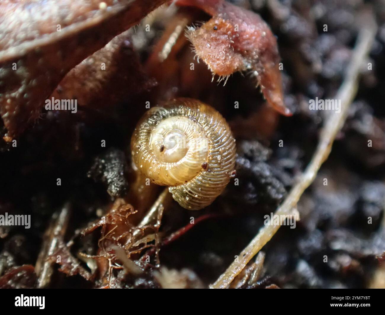 Common Land Snails and Slugs (Stylommatophora Stock Photo - Alamy