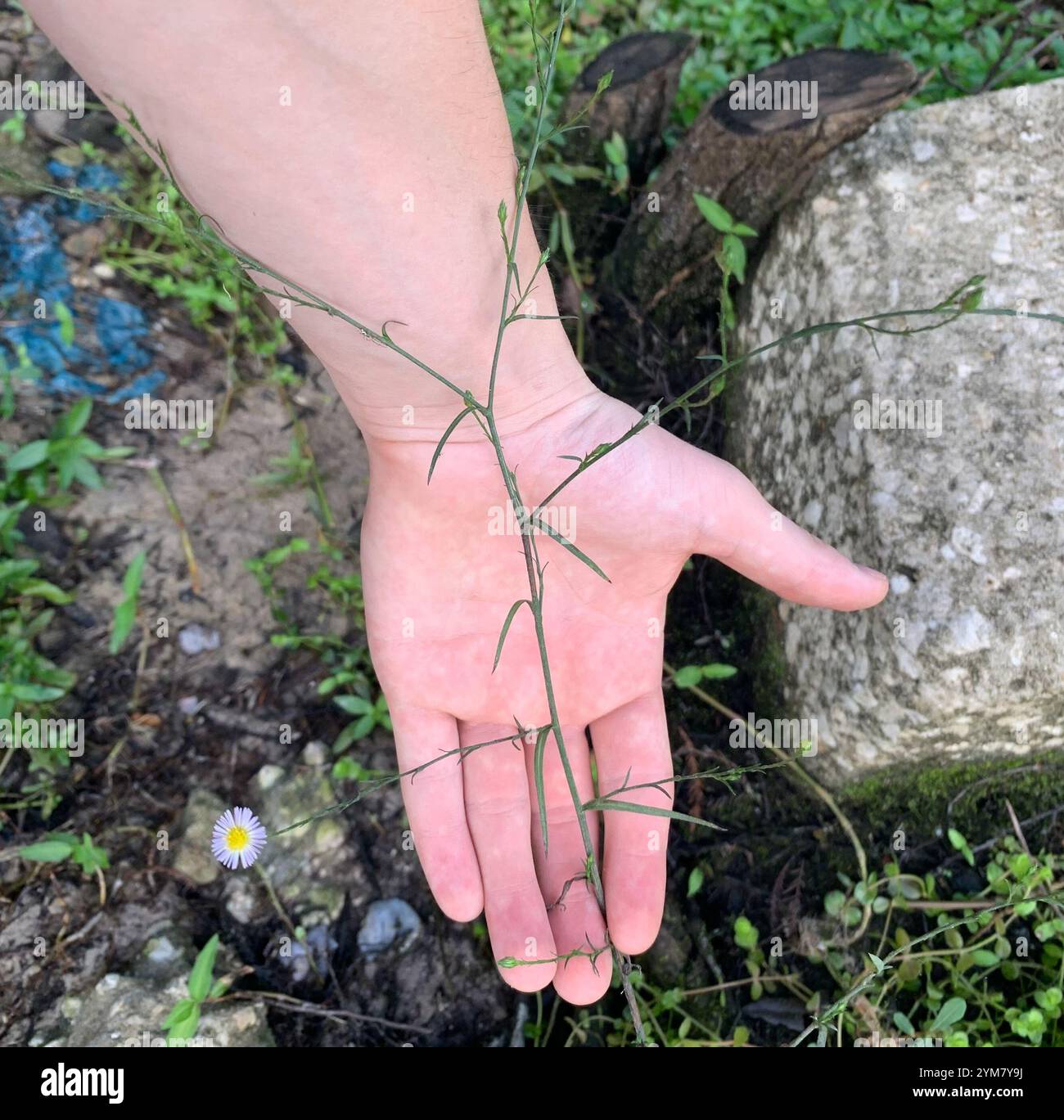 Bahaman aster (Symphyotrichum bahamense Stock Photo - Alamy