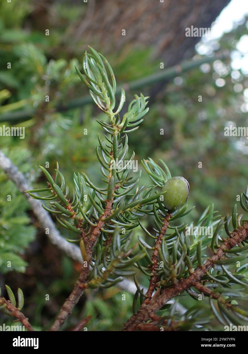 common juniper (Juniperus communis Stock Photo - Alamy