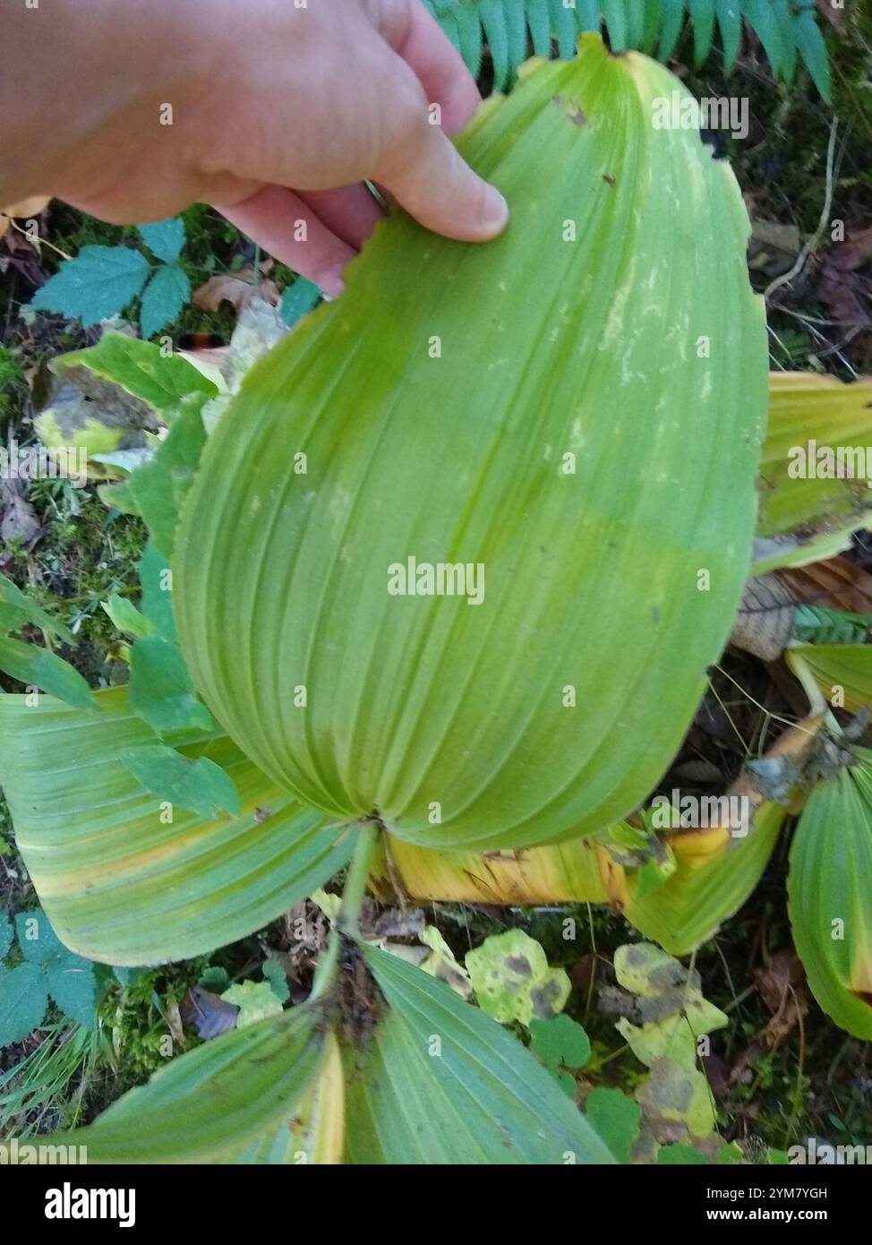 false hellebores (Veratrum Stock Photo - Alamy