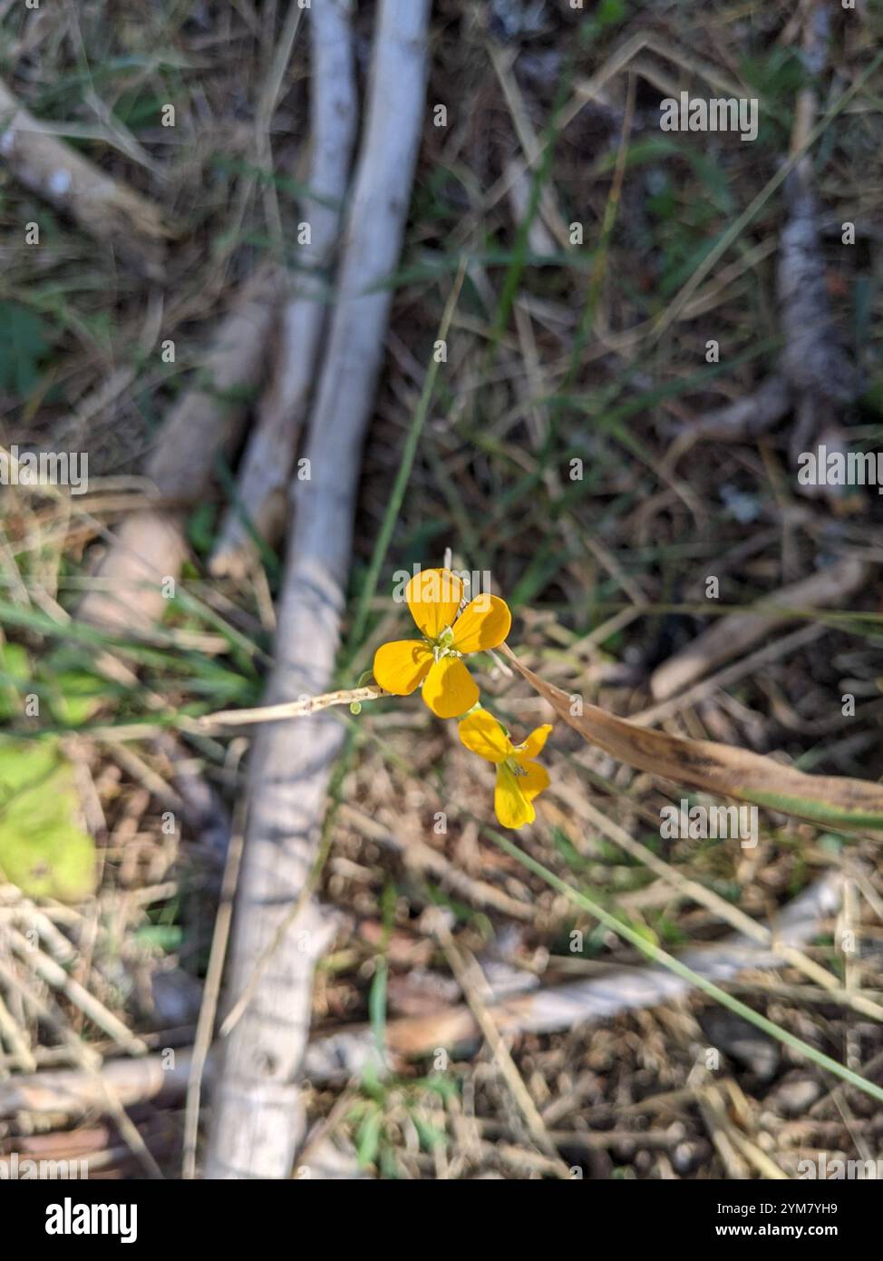 mustard family (Brassicaceae Stock Photo - Alamy