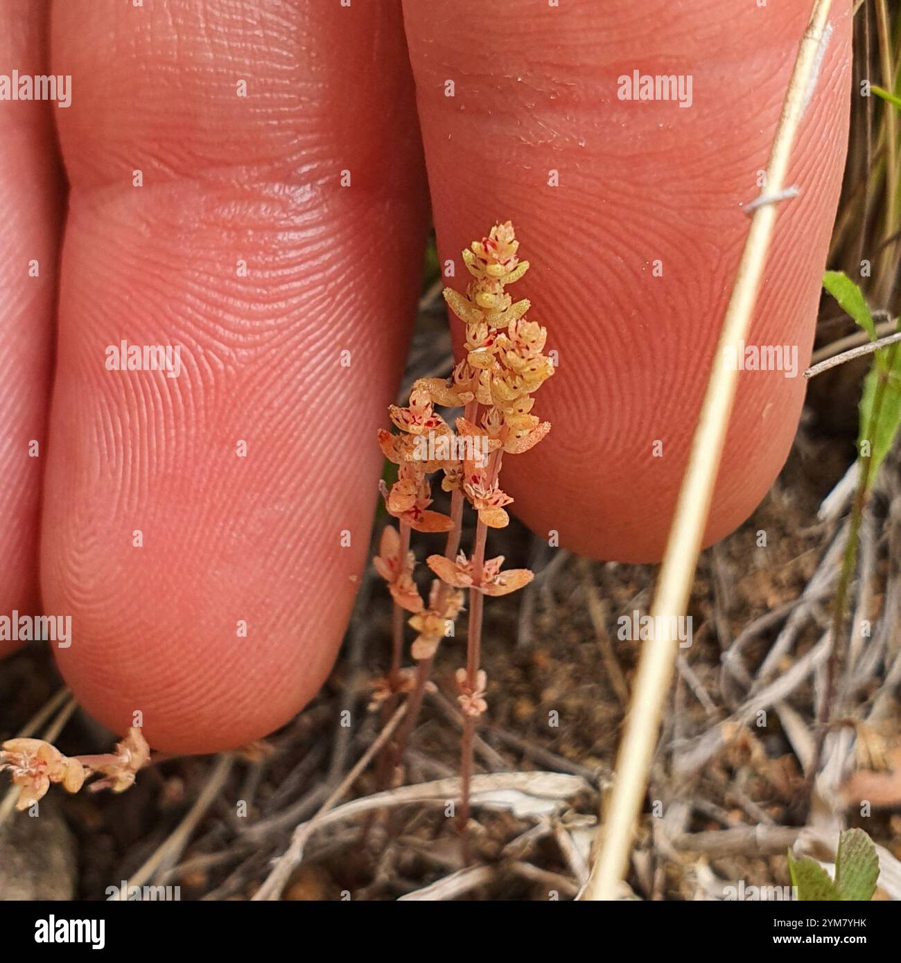 Australian Stonecrop (Crassula sieberiana Stock Photo - Alamy