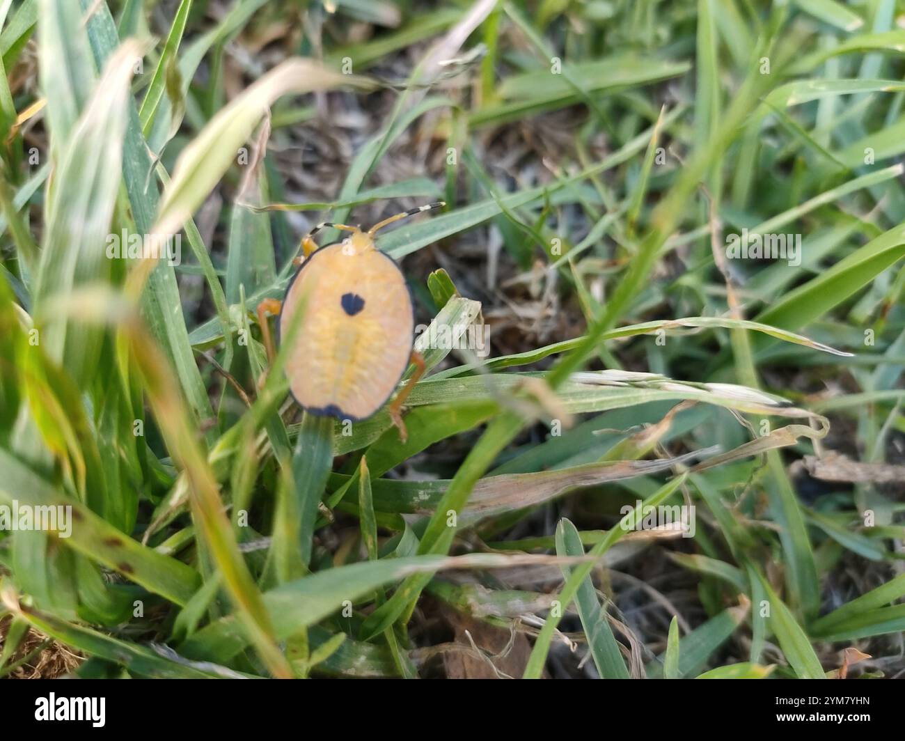 Bronze orange bug hi-res stock photography and images - Alamy
