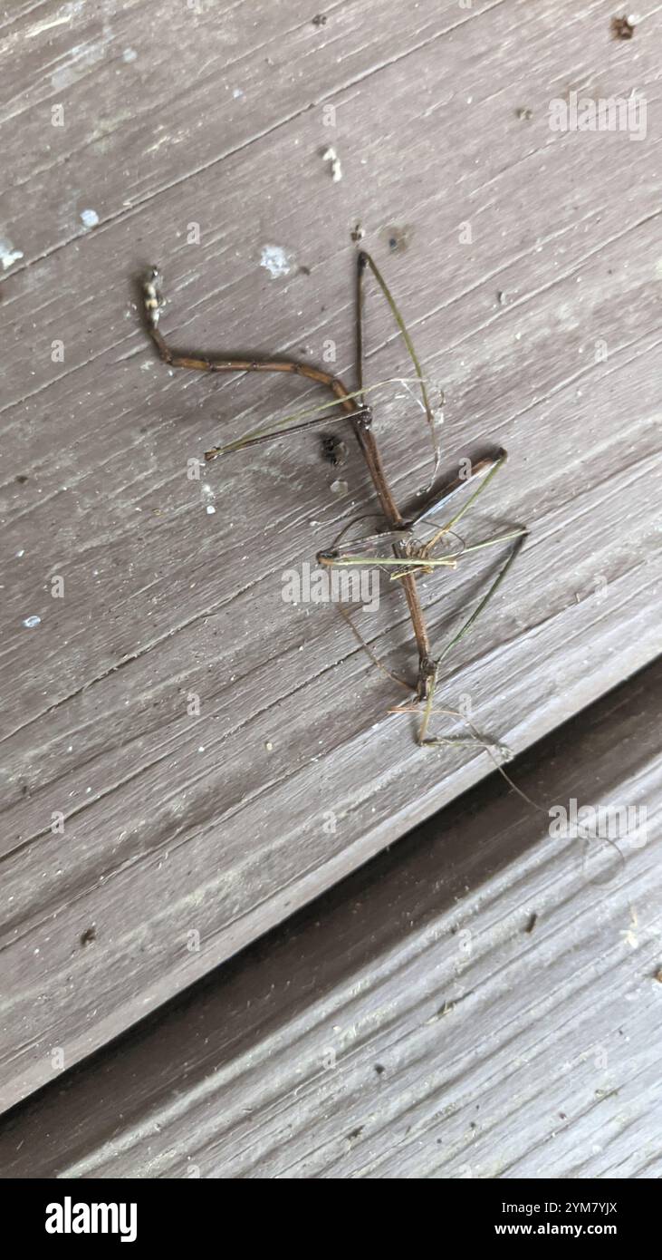 Stick Insects (Phasmida Stock Photo - Alamy