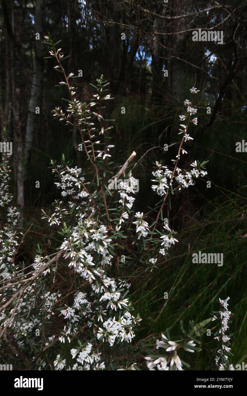 Bearded Heath (Styphelia ericoides Stock Photo - Alamy