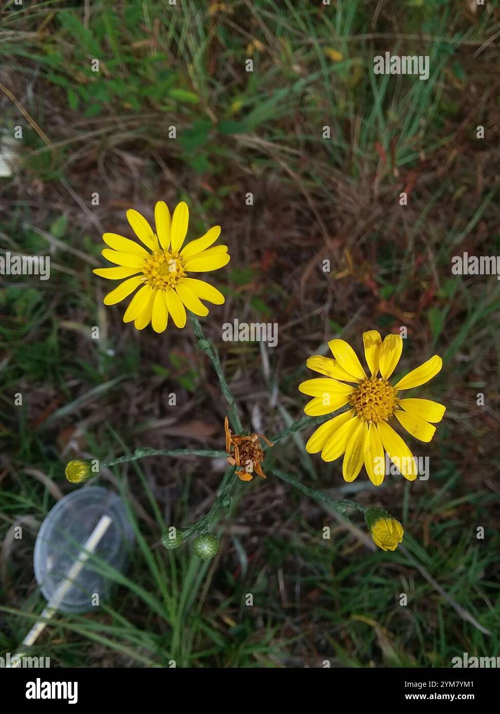 Narrowleaf silkgrass hi-res stock photography and images - Alamy