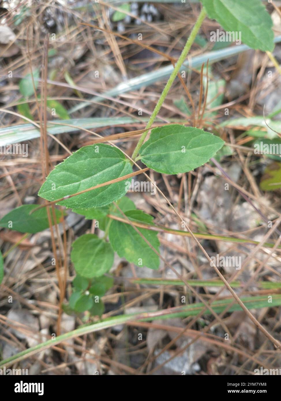 smaller white snakeroot (Ageratina aromatica Stock Photo - Alamy