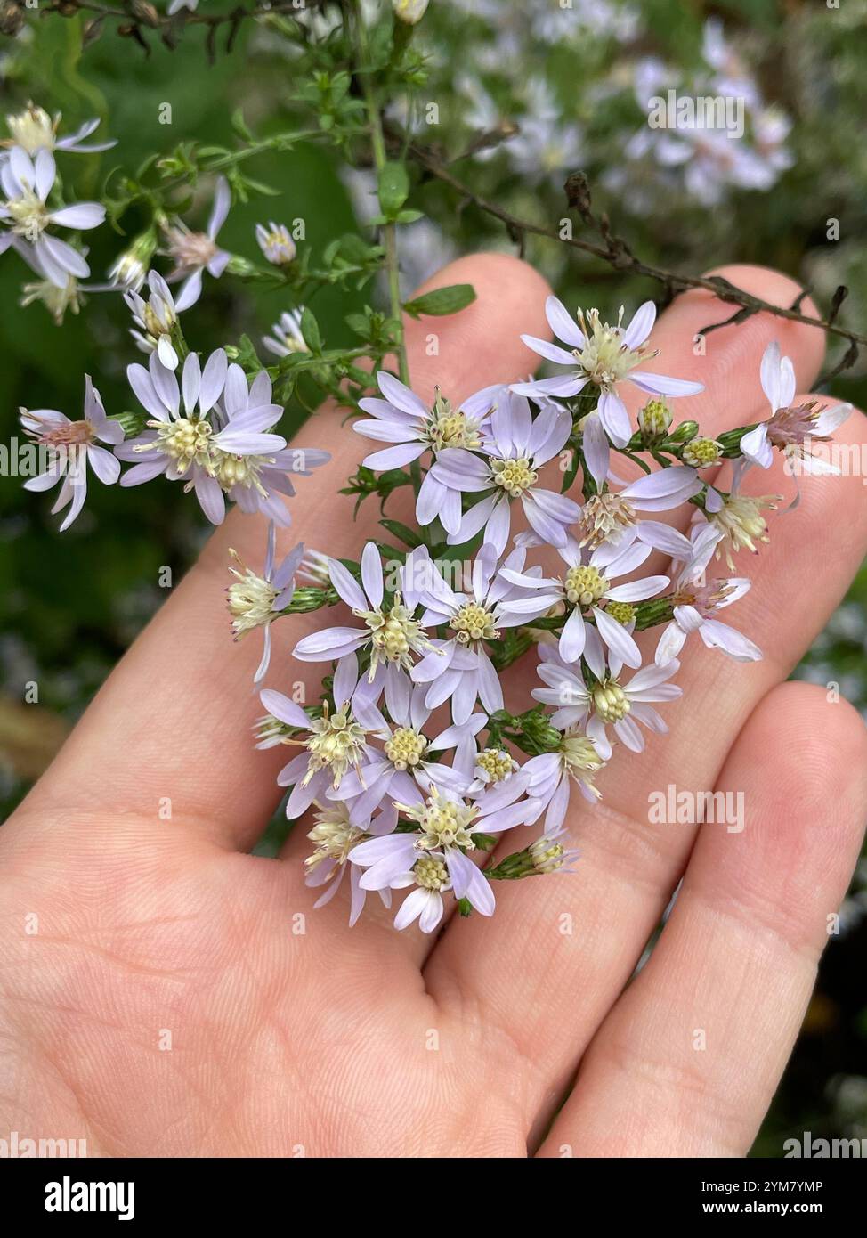 Common Blue Wood Aster (Symphyotrichum cordifolium Stock Photo - Alamy