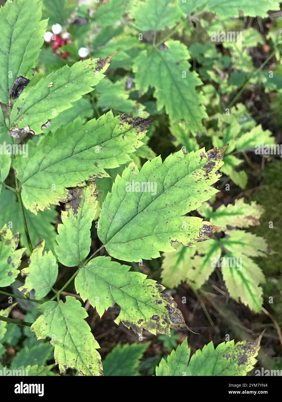White actaea pachypoda hi-res stock photography and images - Alamy
