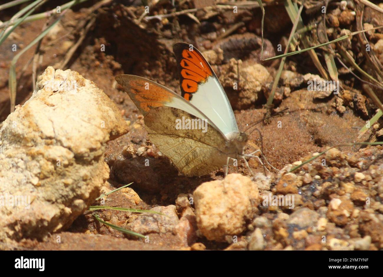 Great Orange Tip (Hebomoia glaucippe Stock Photo - Alamy