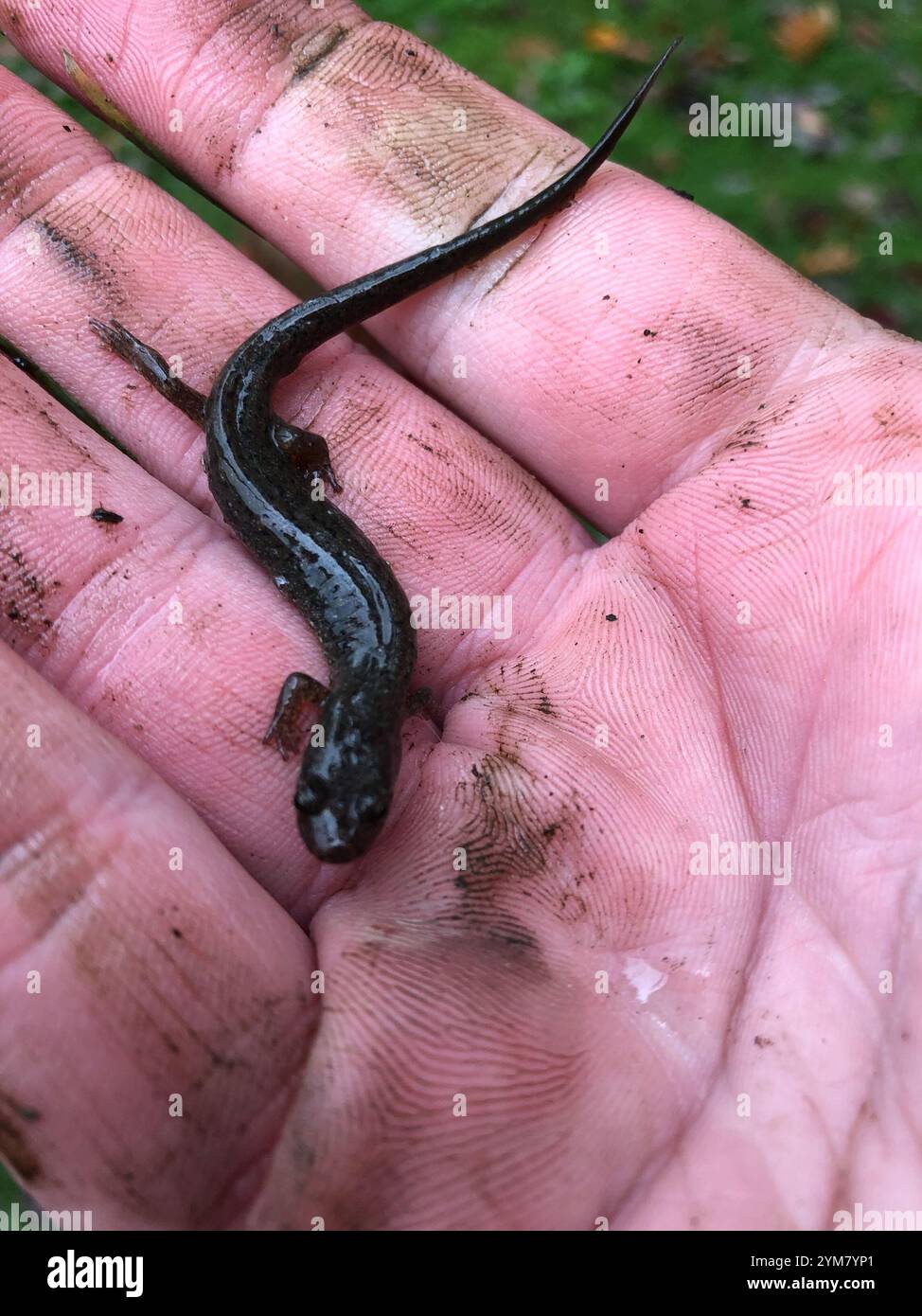 Northern Dusky Salamander (Desmognathus fuscus Stock Photo - Alamy