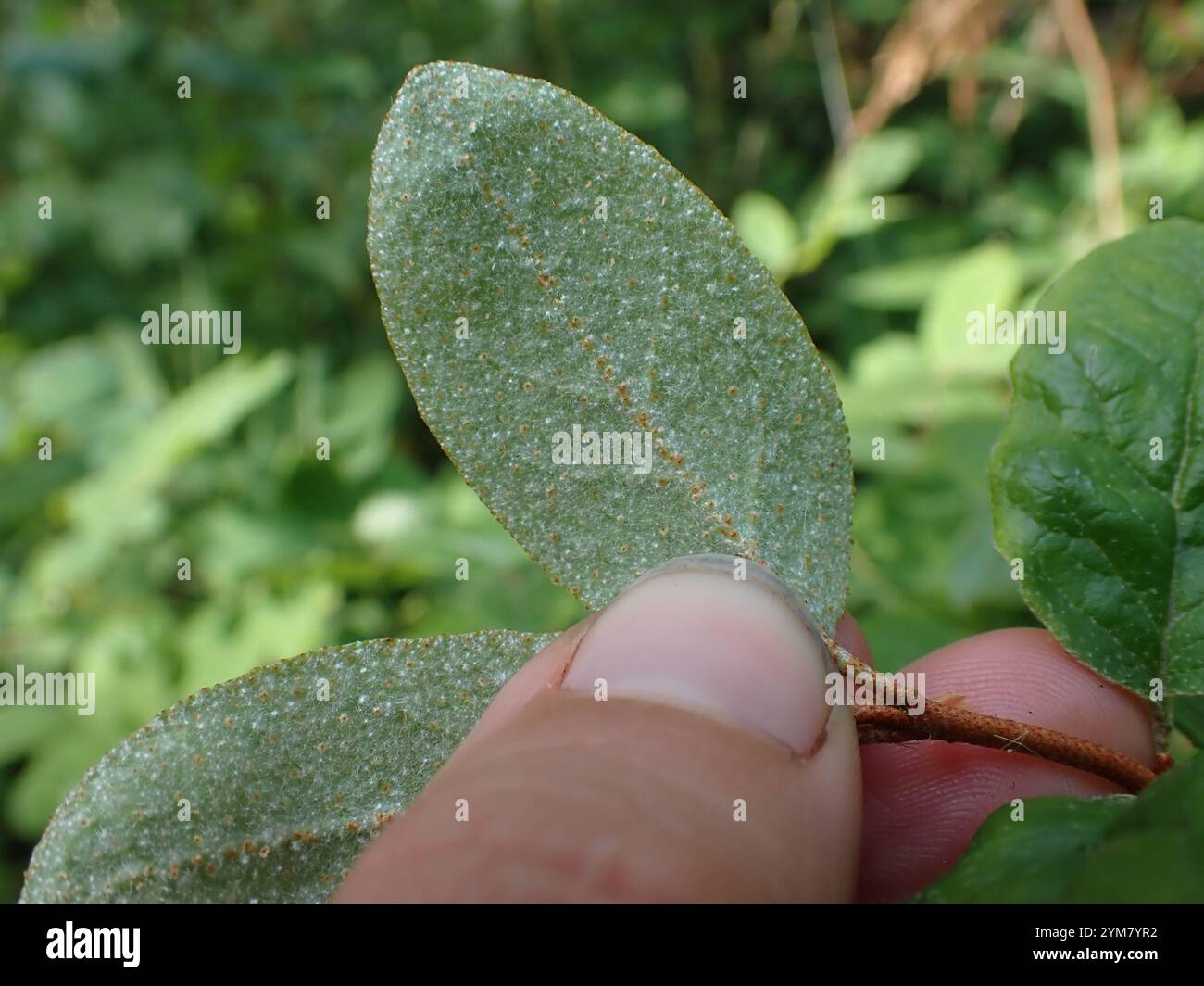 Canadian buffalo-berry (Shepherdia canadensis Stock Photo - Alamy