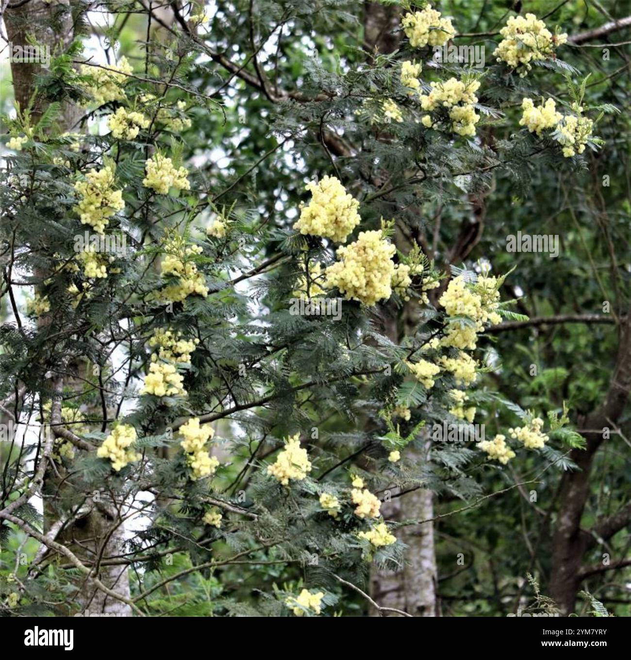 black wattle (Acacia mearnsii Stock Photo - Alamy