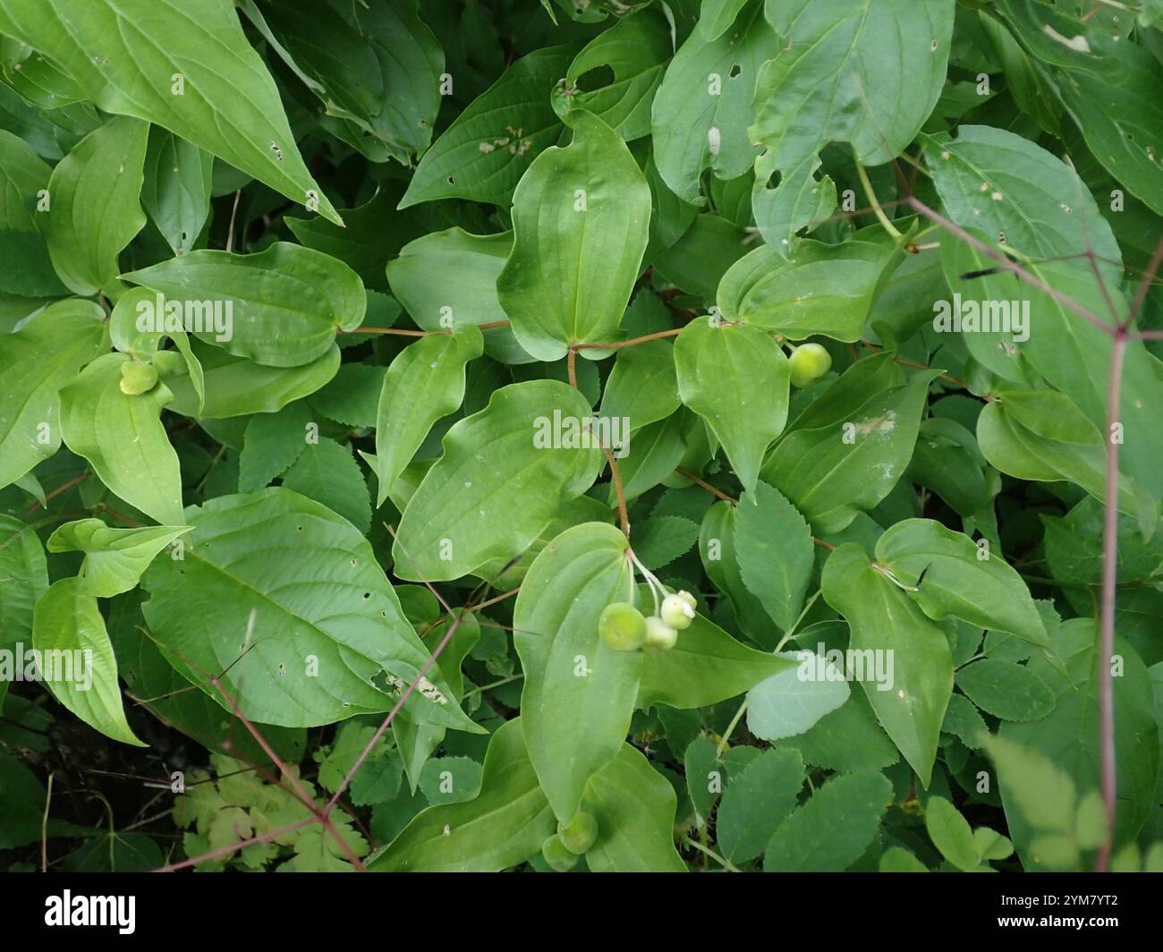 rough-fruited fairybells (Prosartes trachycarpa Stock Photo - Alamy
