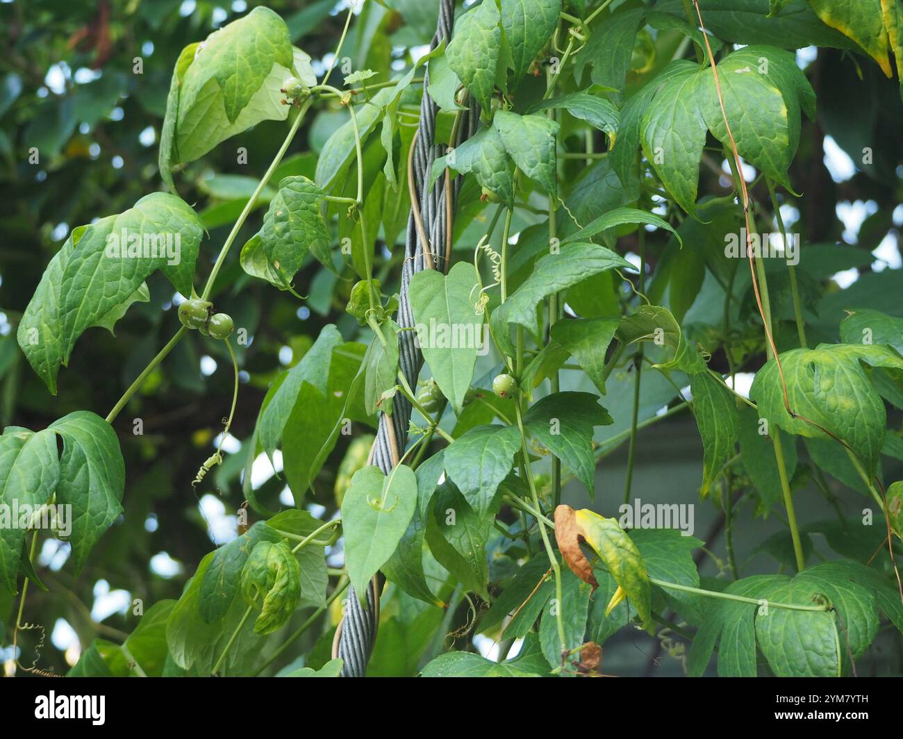 Diplocyclos hi-res stock photography and images - Alamy