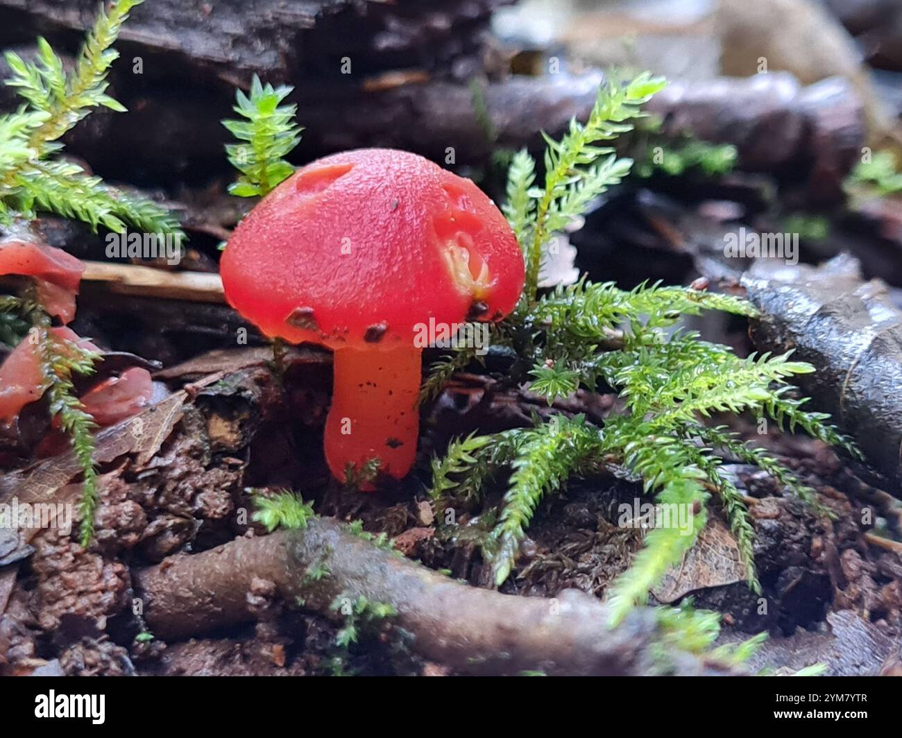 Vermilion Waxcap (Hygrocybe miniata Stock Photo - Alamy