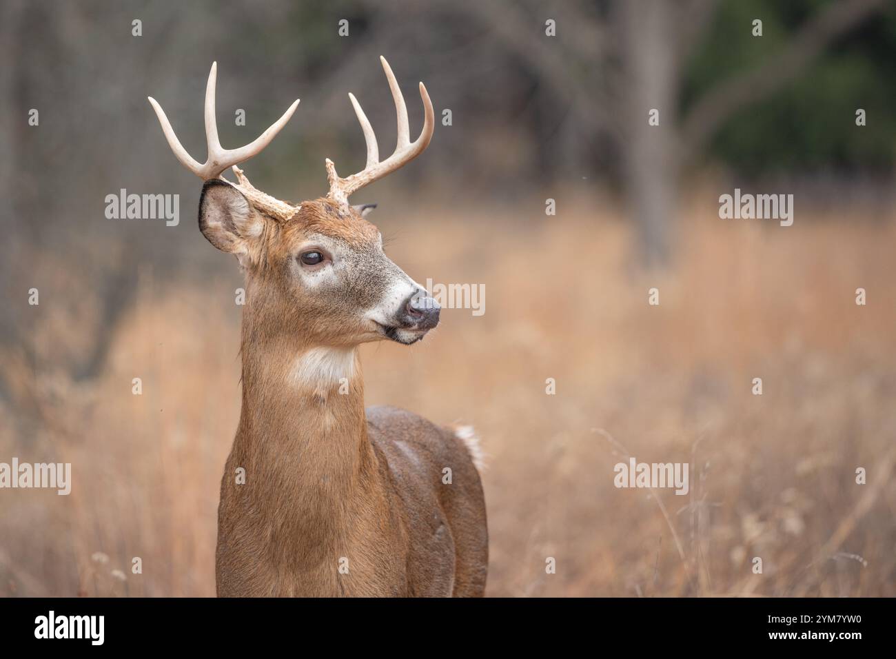 Close-up of White-tailed Deer Buck side-view with autumn background ...