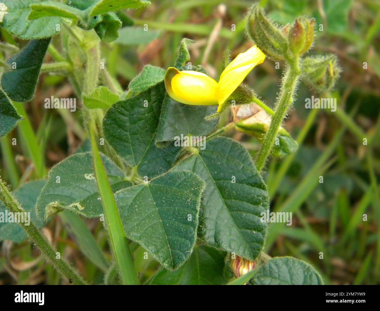 Tar Pea (Bolusafra bituminosa Stock Photo - Alamy