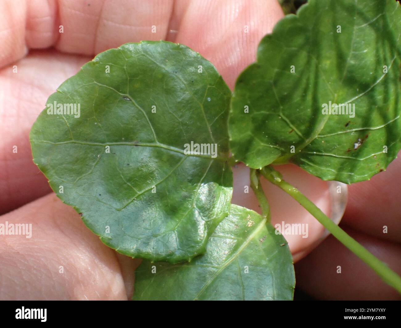 one-sided wintergreen (Orthilia secunda Stock Photo - Alamy
