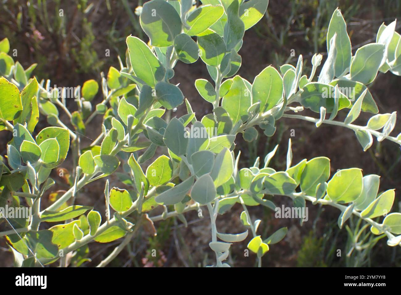 Queensland silver wattle (Acacia podalyriifolia Stock Photo - Alamy