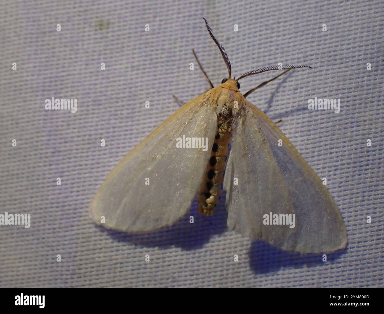 Delicate Cycnia Moth (Cycnia tenera Stock Photo - Alamy