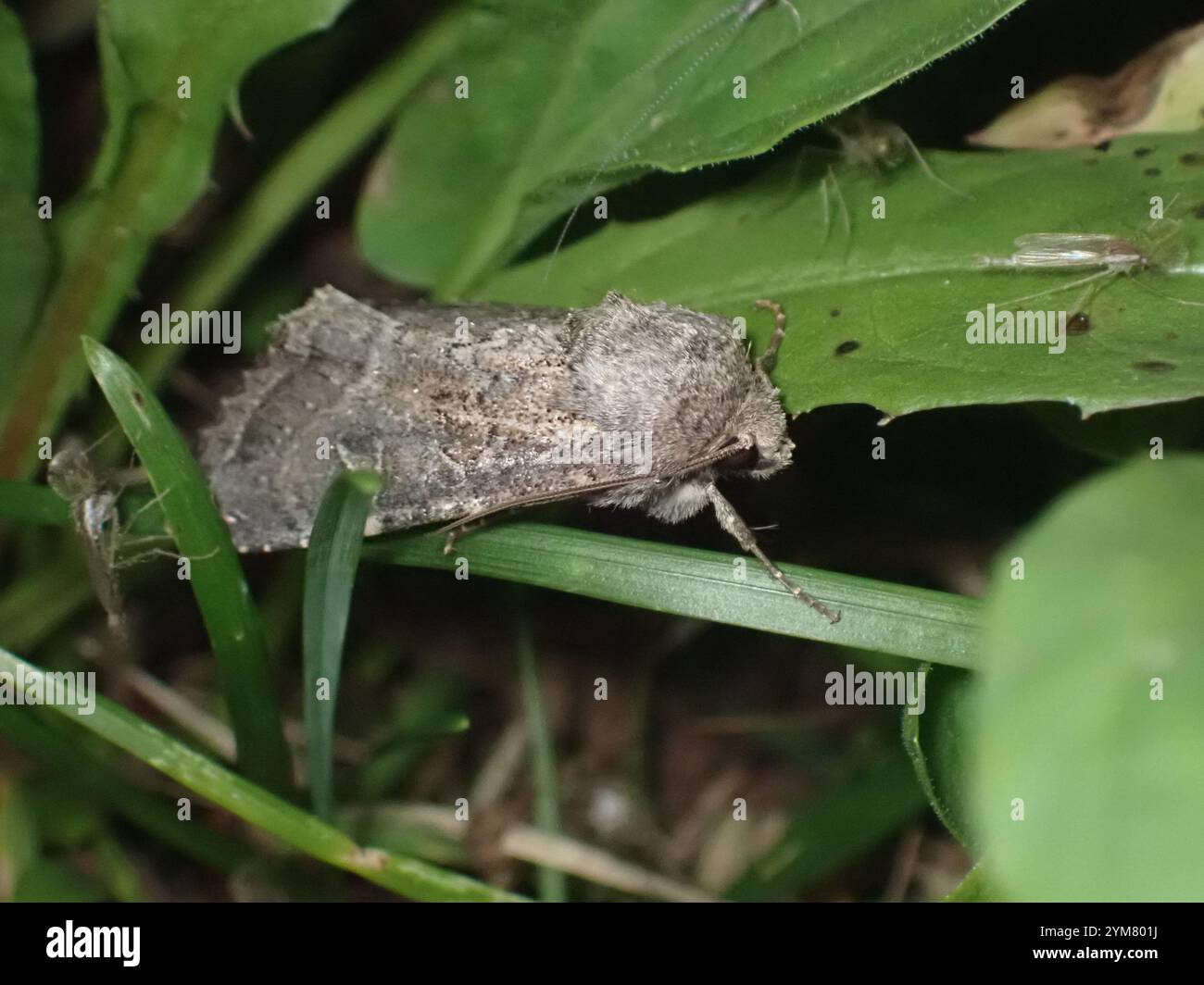 Cutworms and Dart Moths (Noctuinae Stock Photo - Alamy