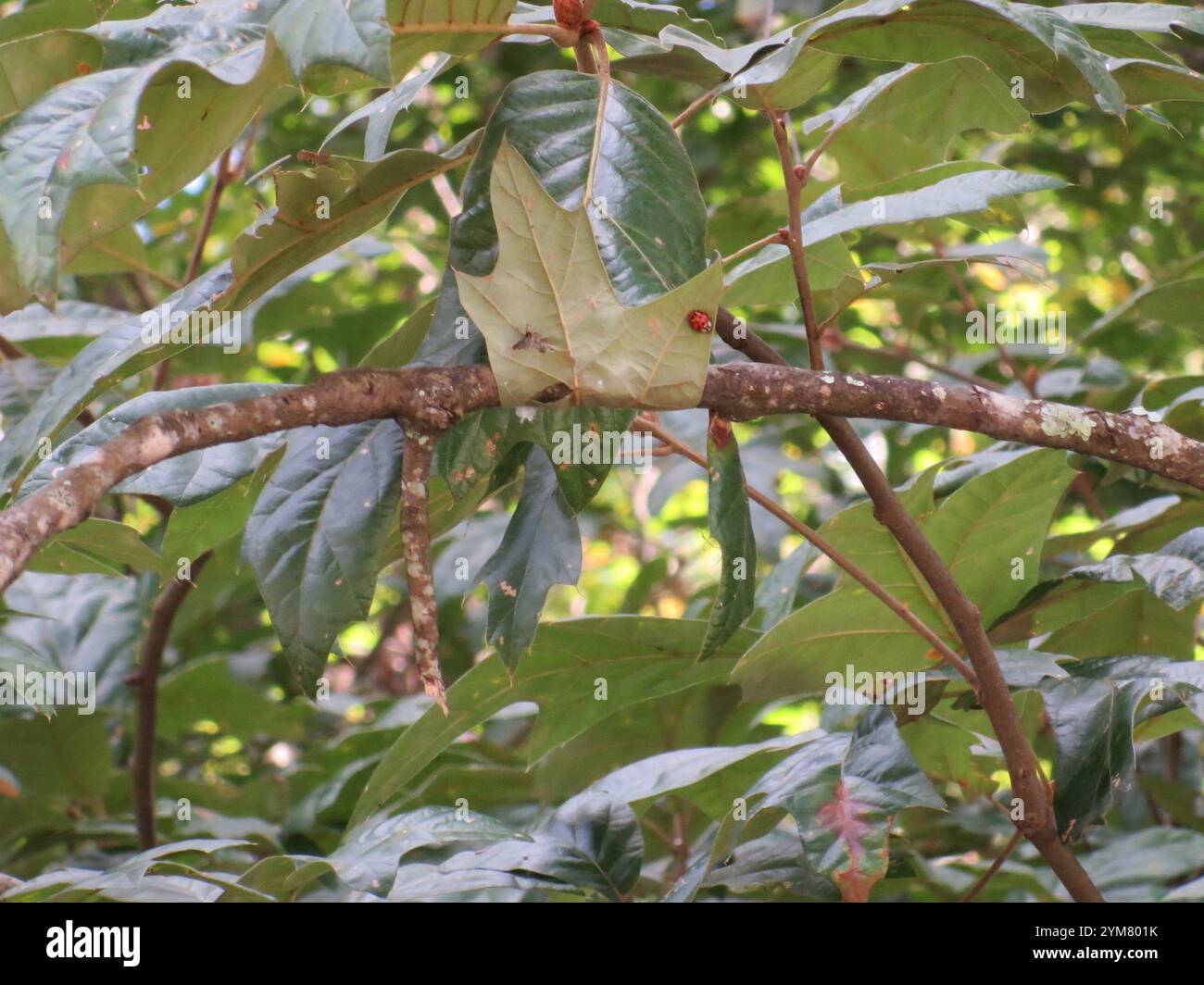 black oak (Quercus velutina Stock Photo - Alamy