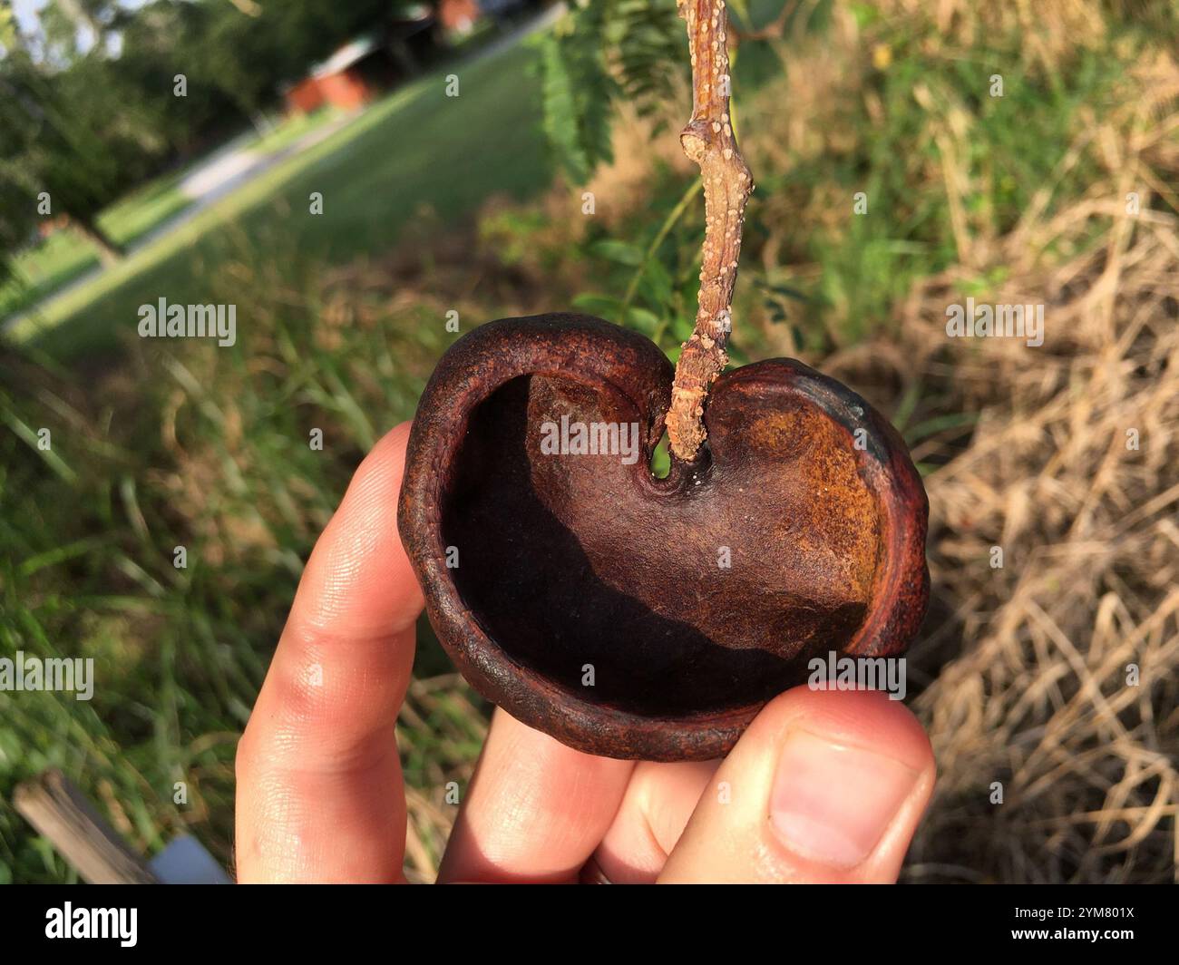 Pacara Earpod Tree (Enterolobium contortisiliquum Stock Photo - Alamy