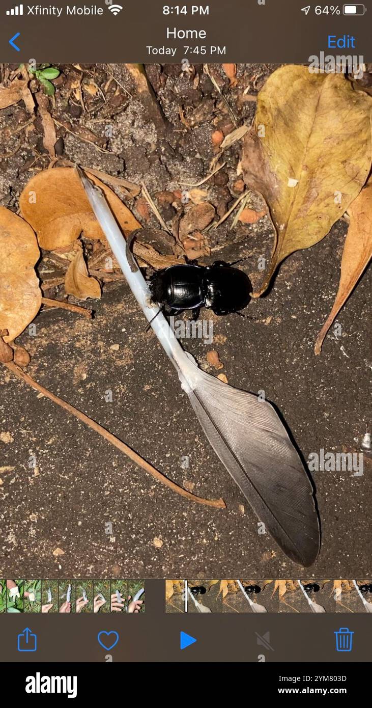 Warrior Beetles (Pasimachus Stock Photo - Alamy