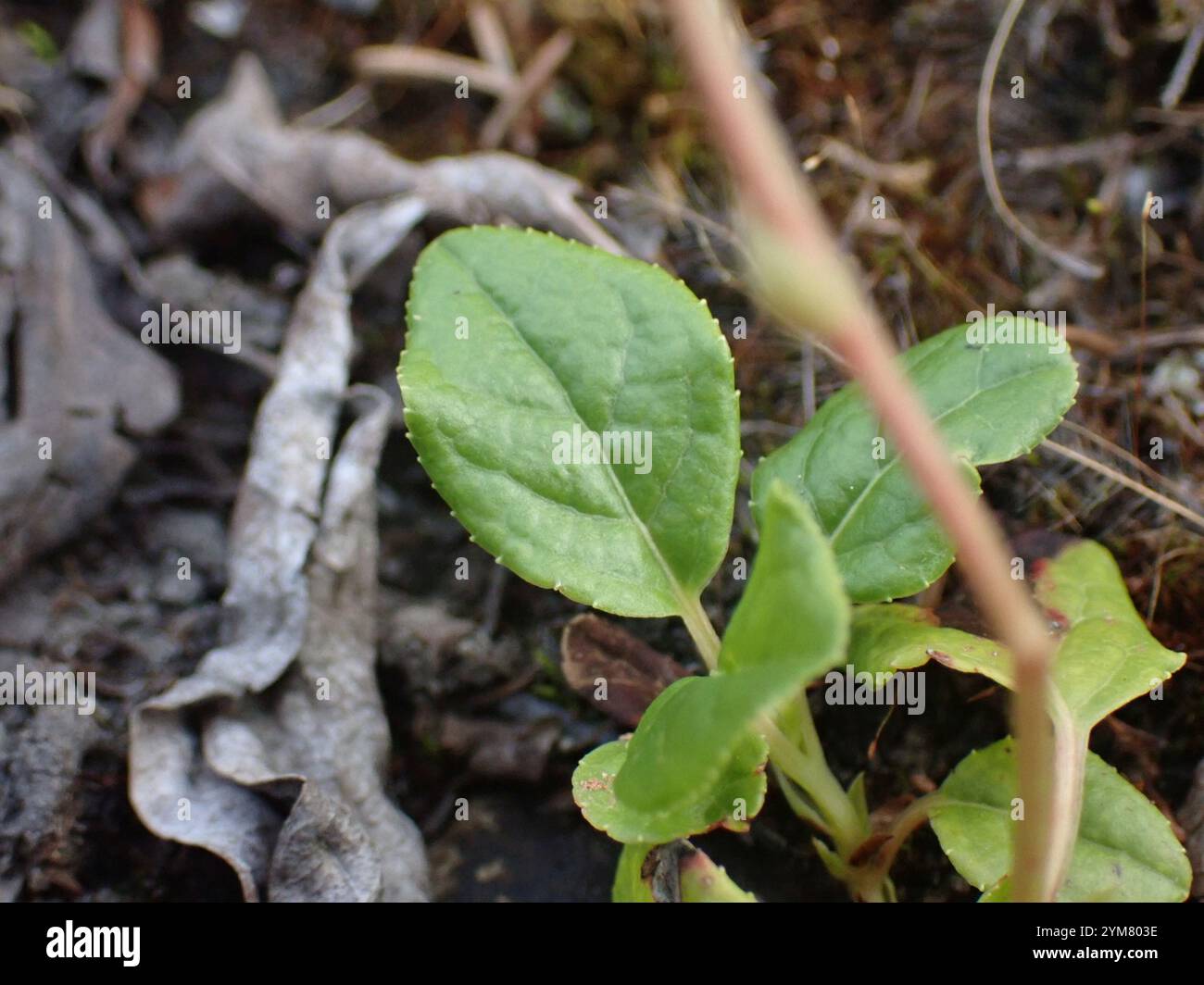 one-sided wintergreen (Orthilia secunda Stock Photo - Alamy