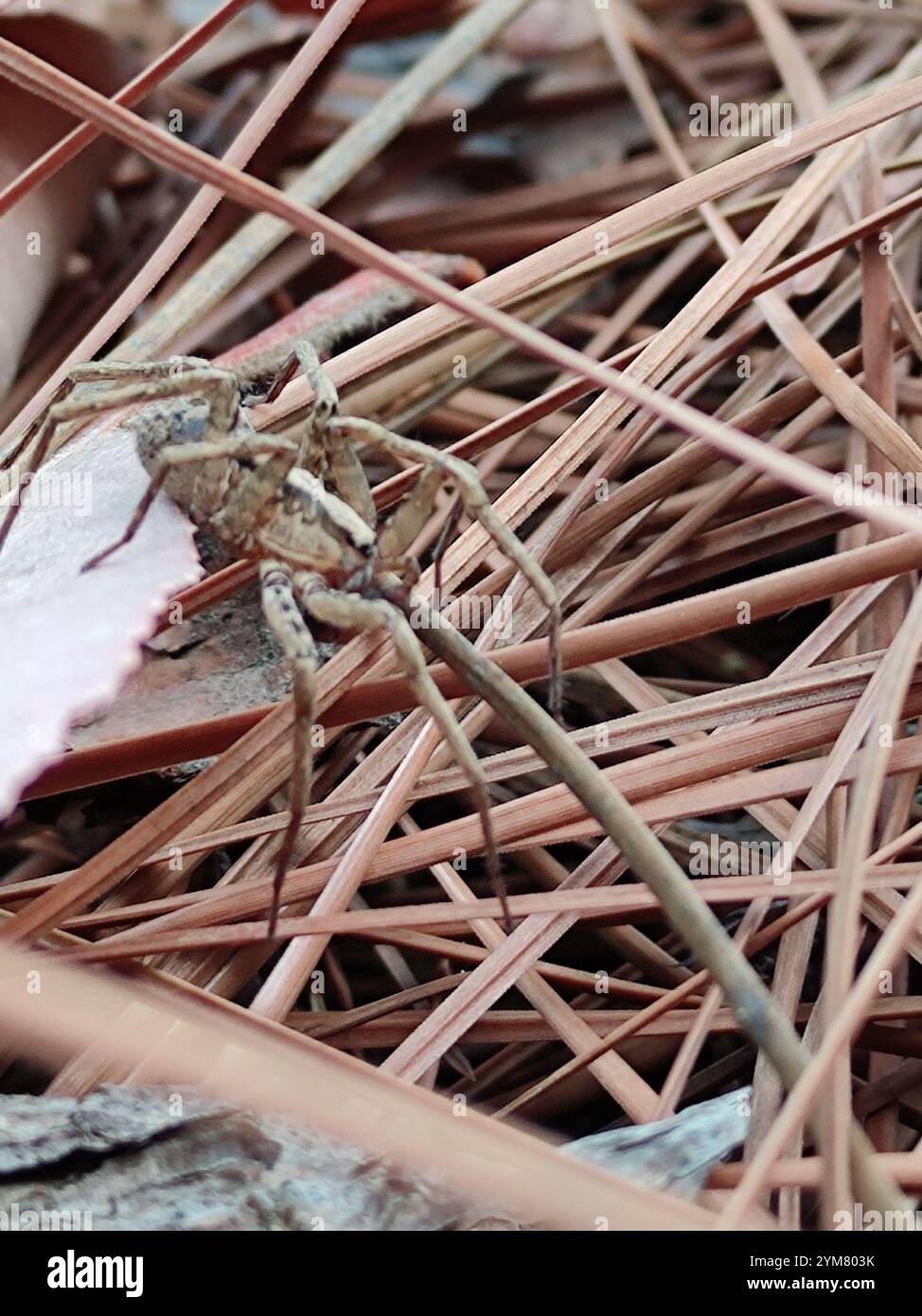 Wolf Spiders and Allies (Lycosoidea Stock Photo - Alamy