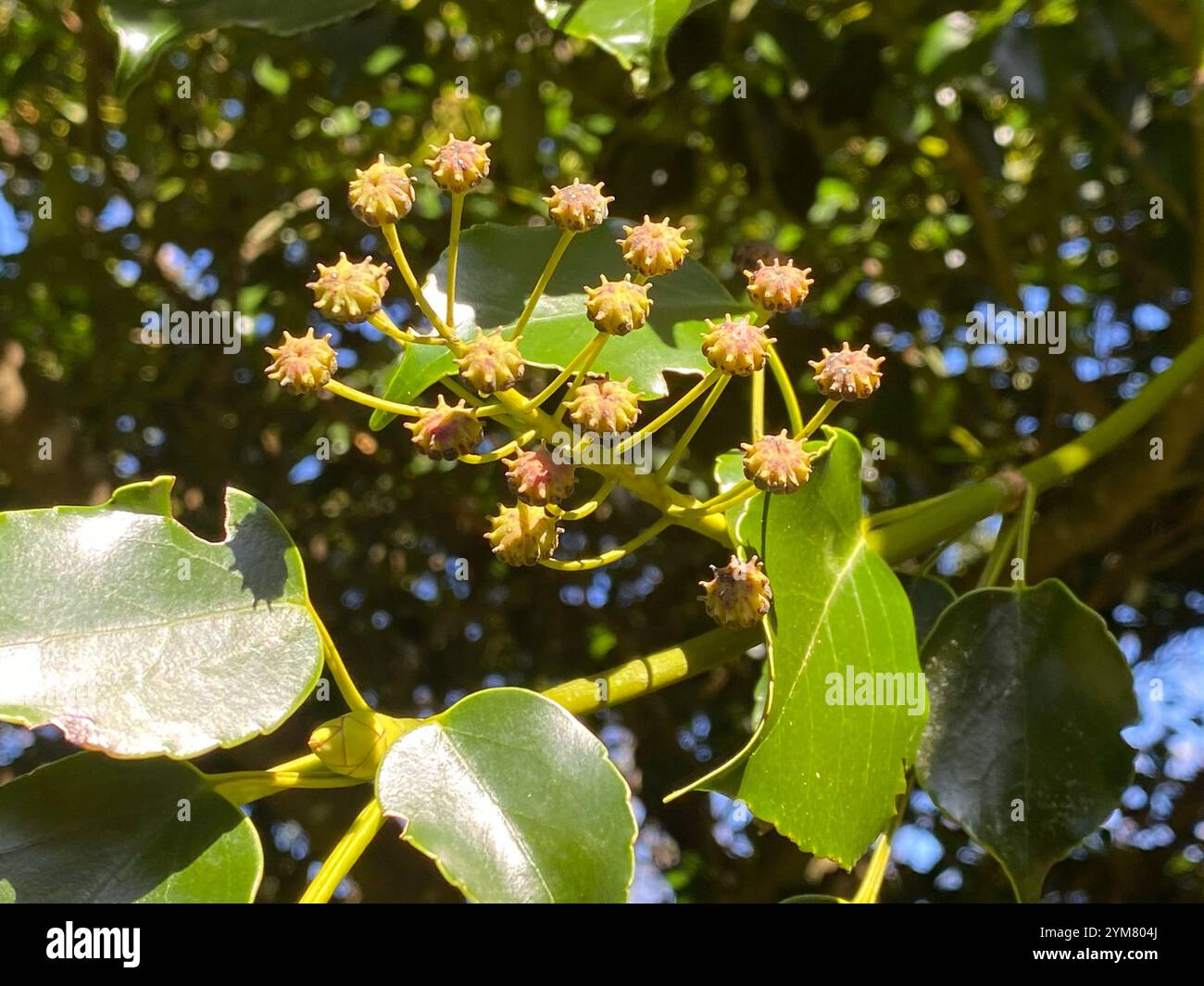 Trochodendron aralioides hi-res stock photography and images - Alamy