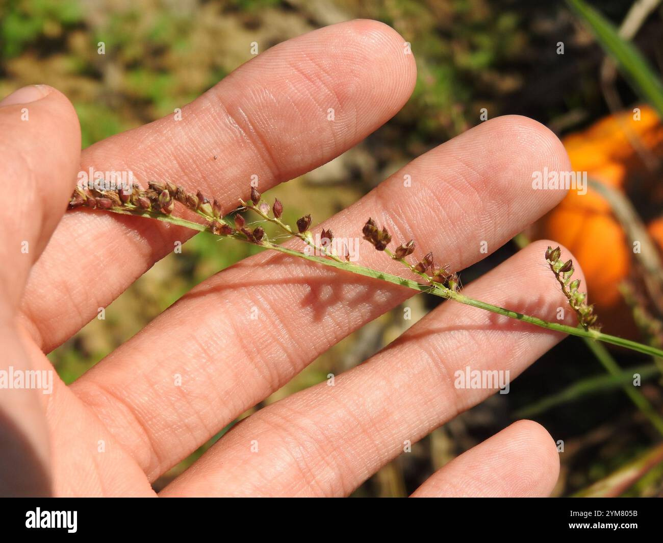 Barnyard Grasses (Echinochloa Stock Photo - Alamy