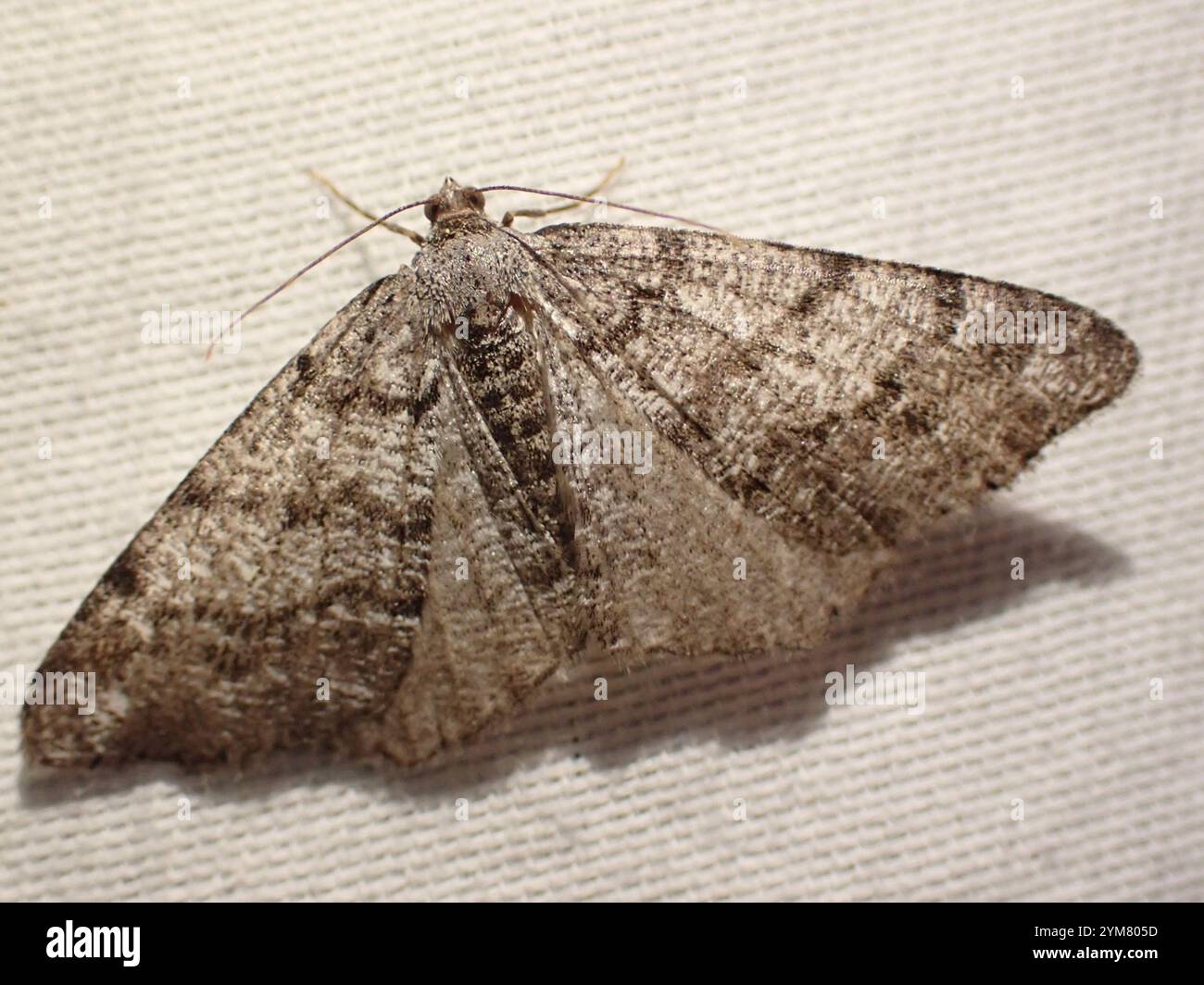 Pale-marked Angle (Macaria signaria Stock Photo - Alamy