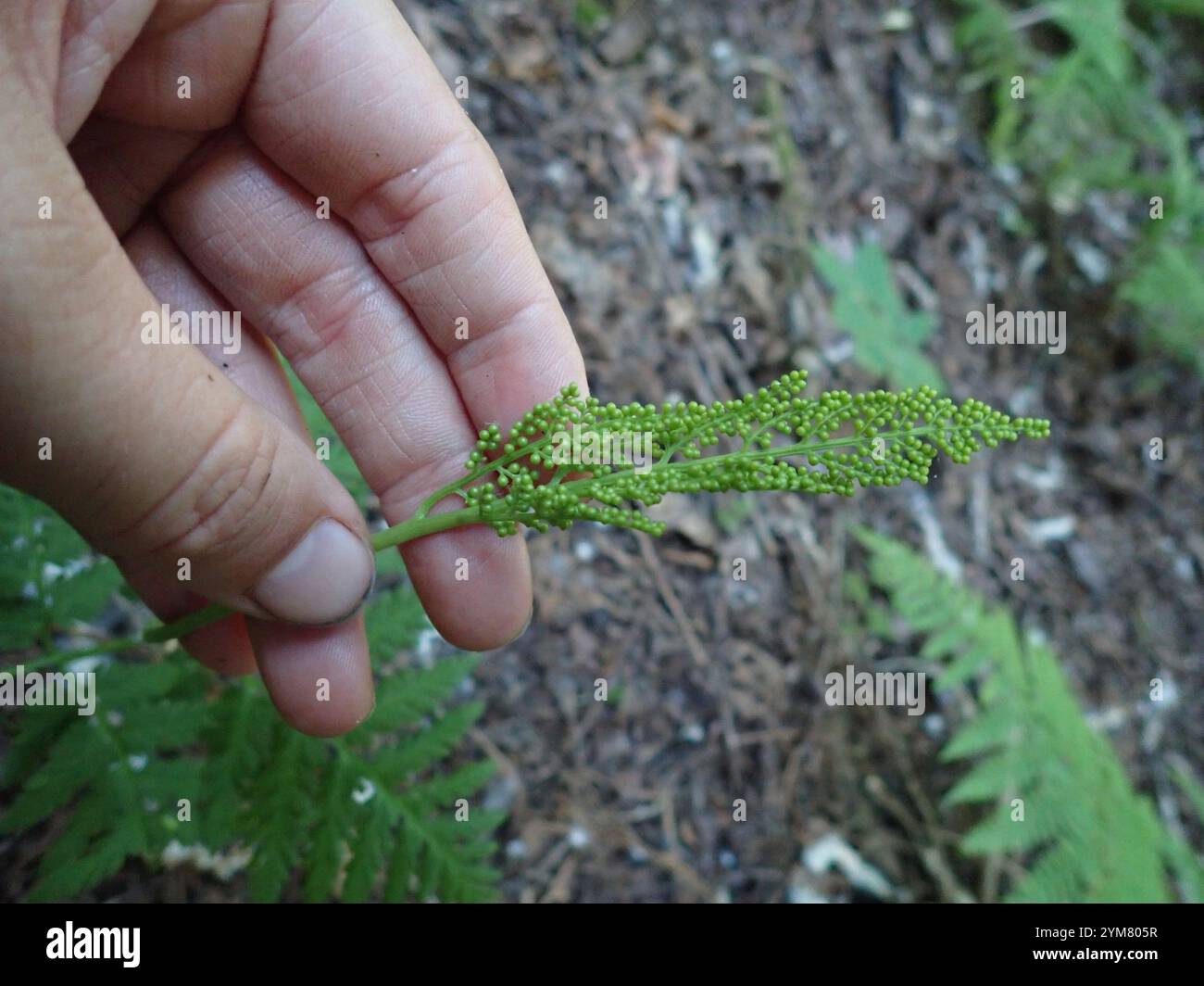 rattlesnake fern (Botrypus virginianus Stock Photo - Alamy