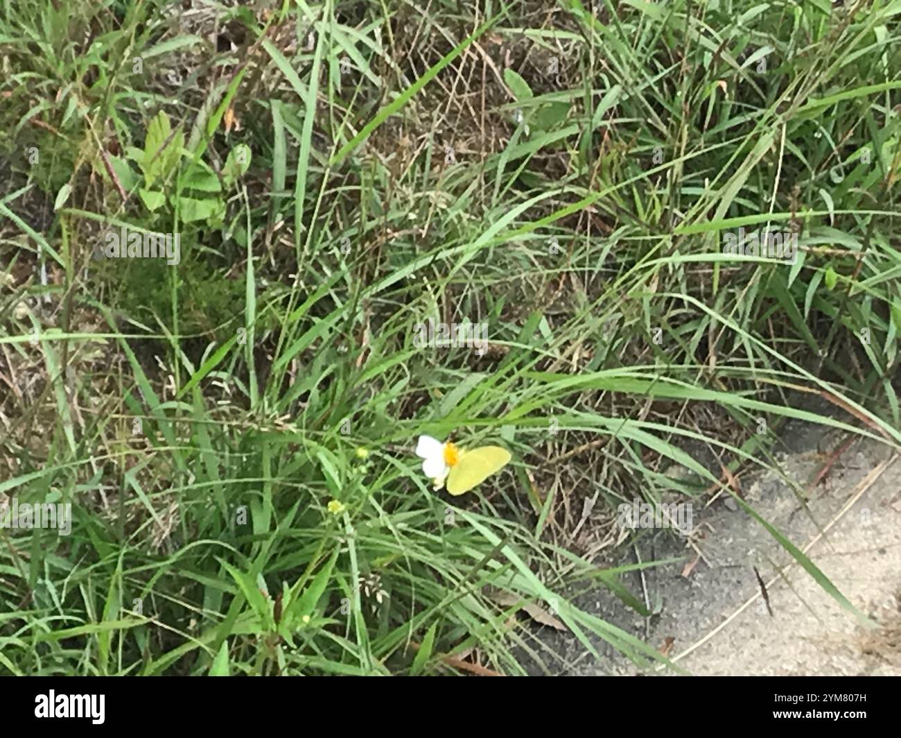 Yellow Orange Tip (Ixias pyrene Stock Photo - Alamy