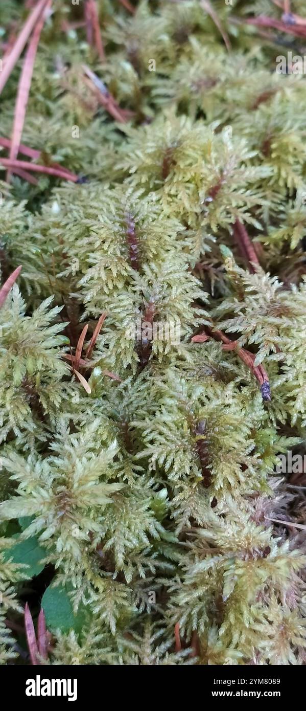 stairstep moss (Hylocomium splendens Stock Photo - Alamy