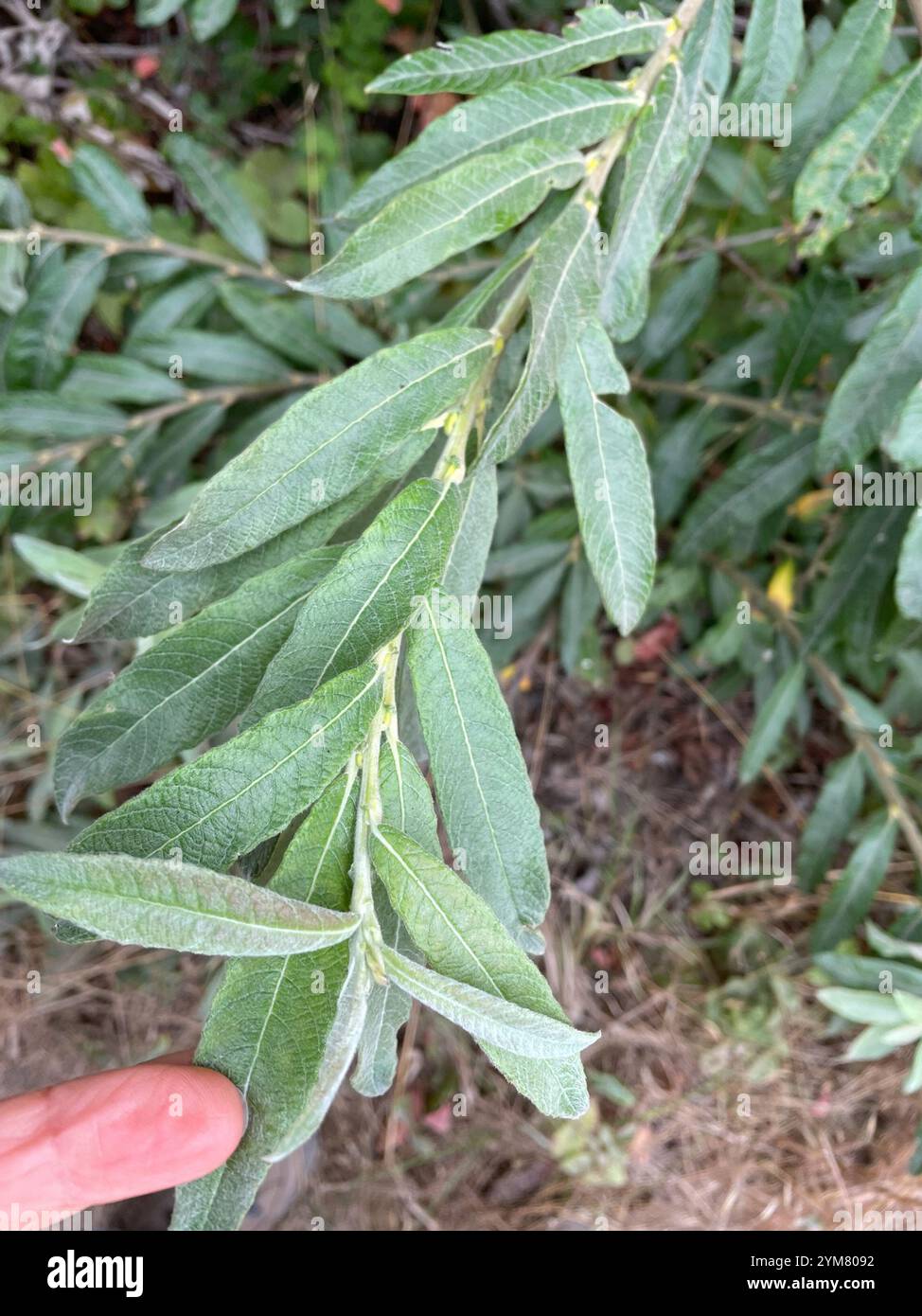 Sitka willow (Salix sitchensis Stock Photo - Alamy