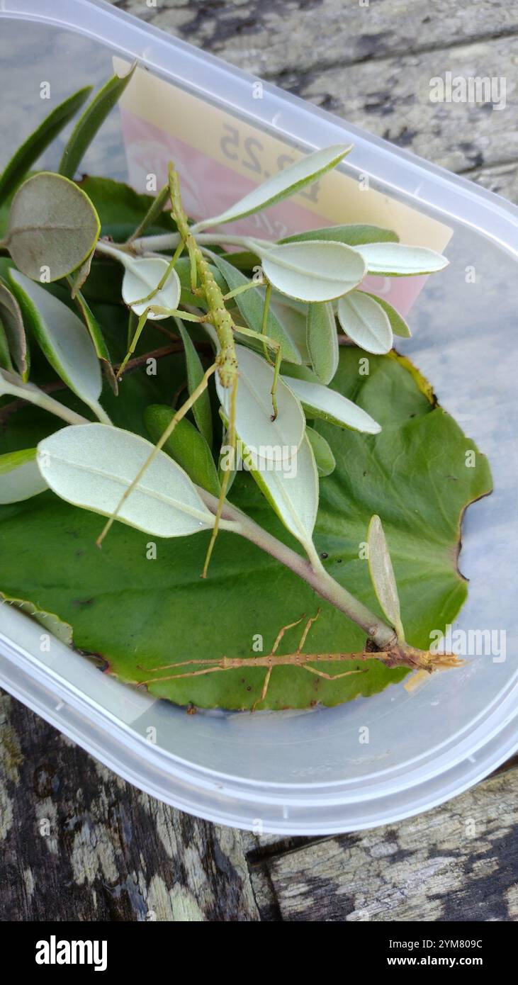 prickly stick insect (Acanthoxyla geisovii Stock Photo - Alamy