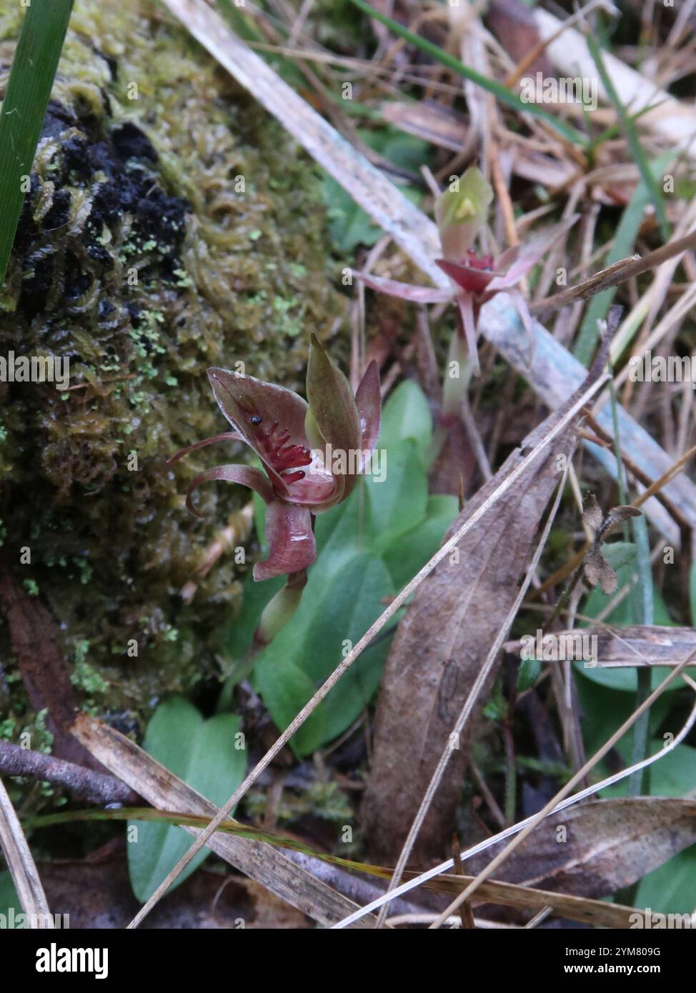 three-horned bird orchid (Chiloglottis triceratops Stock Photo - Alamy