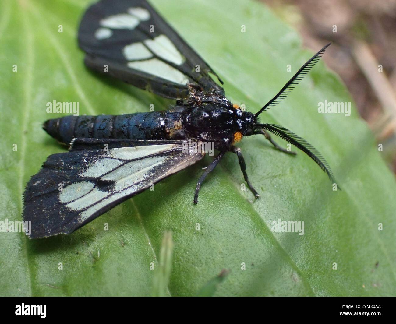 Police Car Moth (Gnophaela vermiculata Stock Photo - Alamy