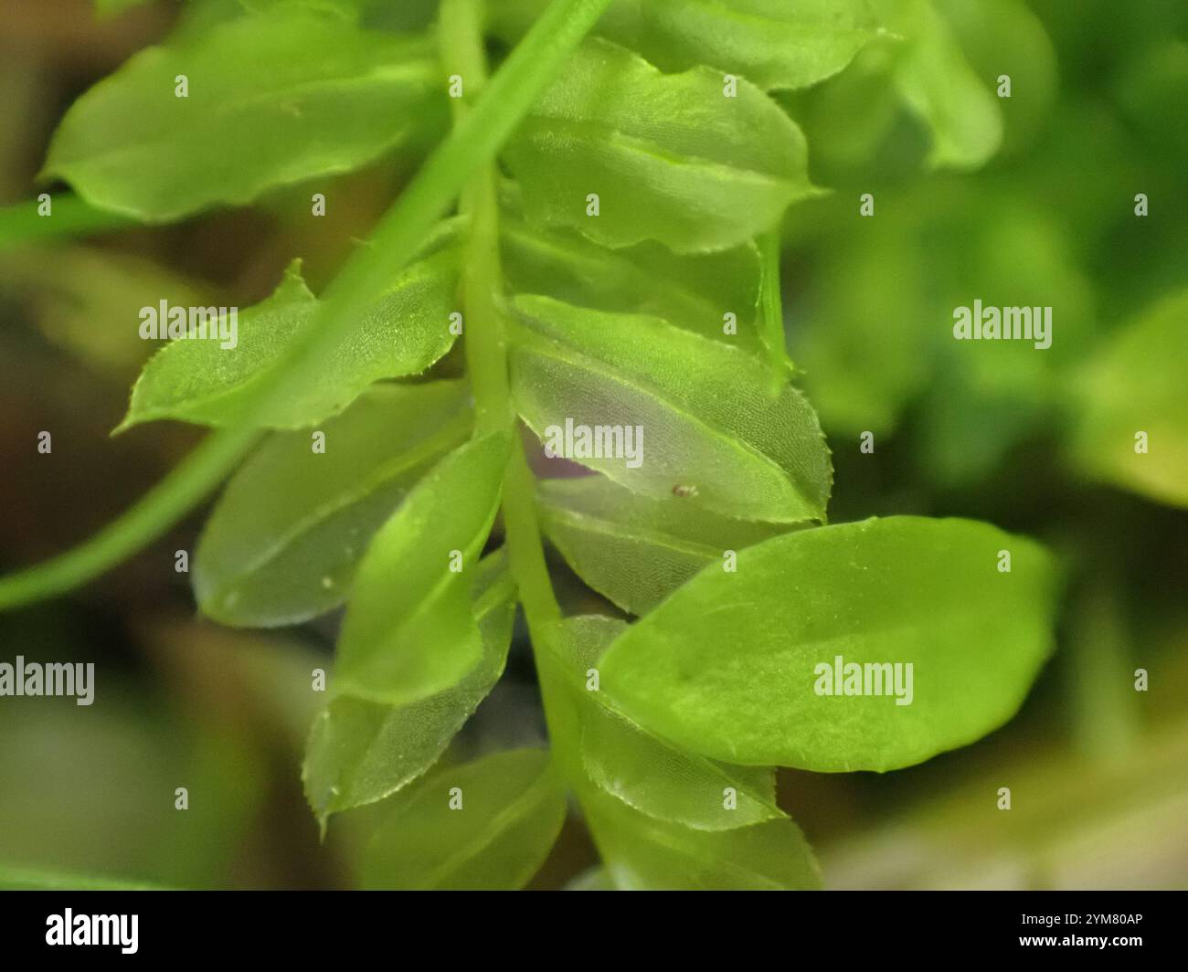 Thyme and Allied Mosses (Plagiomnium Stock Photo - Alamy