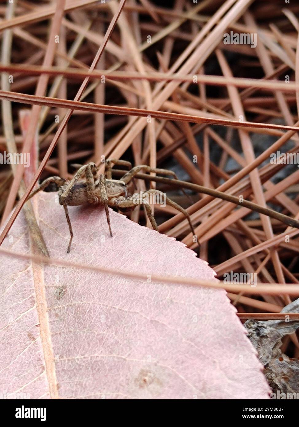Wolf Spiders and Allies (Lycosoidea Stock Photo - Alamy