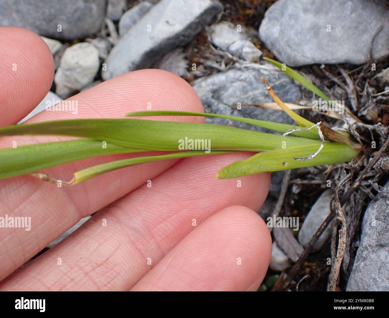 sticky false asphodels (Triantha Stock Photo - Alamy