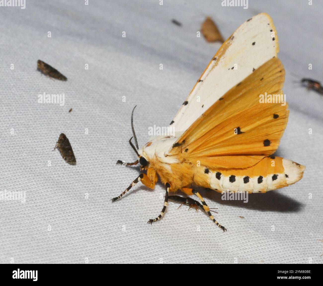 Salt Marsh Moth (Estigmene acrea Stock Photo - Alamy
