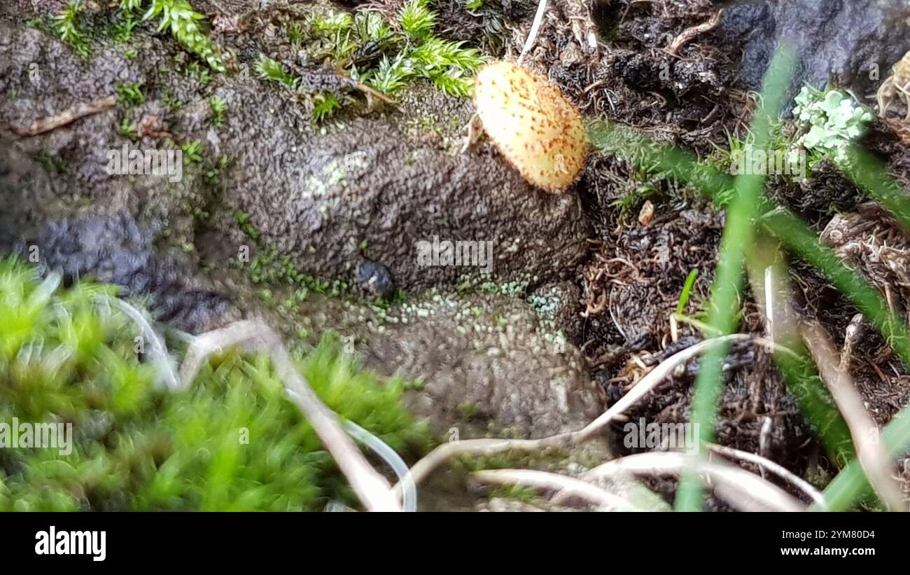 Common Spangle Gall Wasp (Neuroterus quercusbaccarum Stock Photo - Alamy