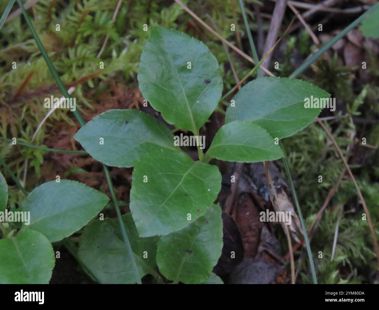 one-sided wintergreen (Orthilia secunda Stock Photo - Alamy