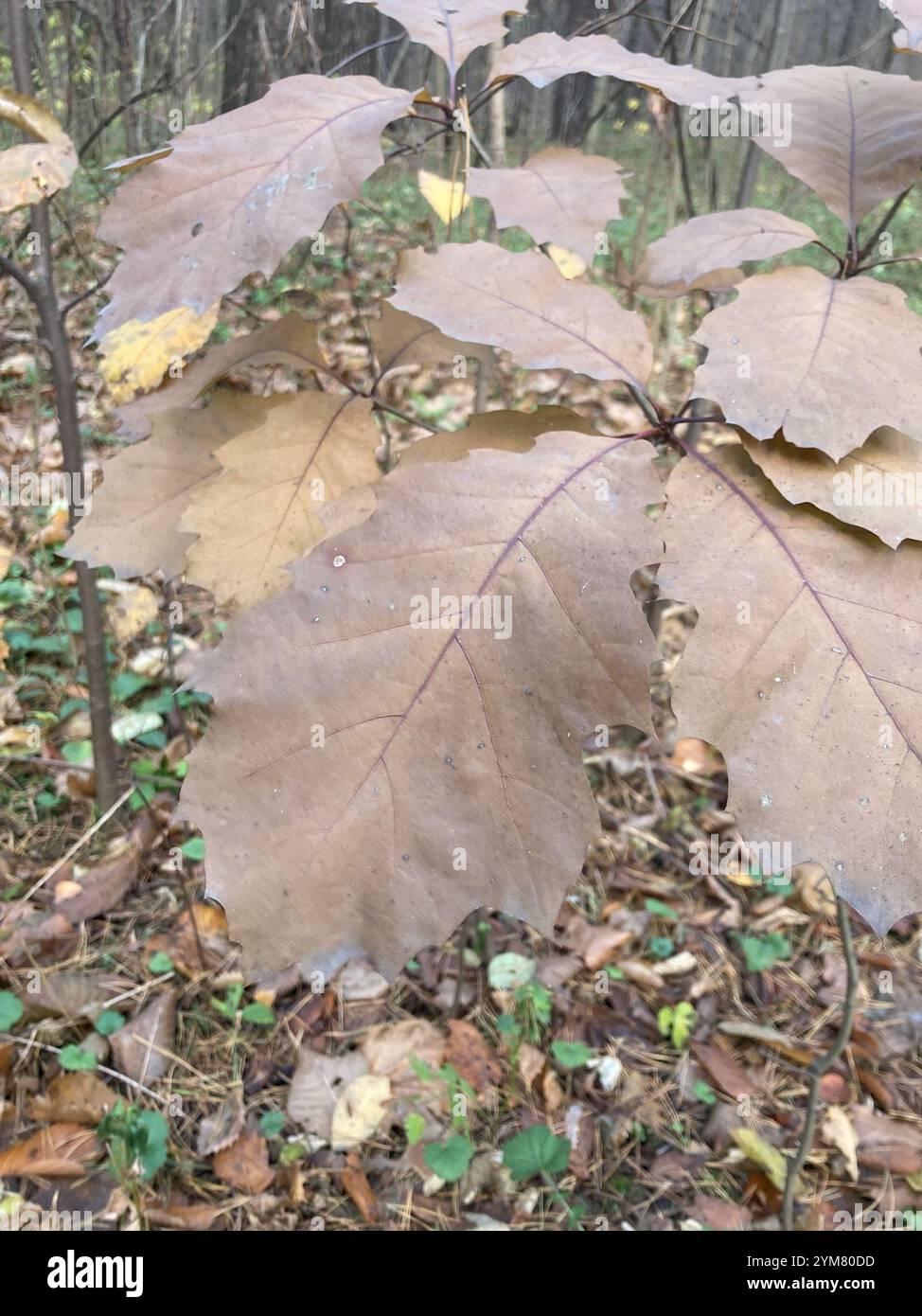 northern red oak (Quercus rubra Stock Photo - Alamy
