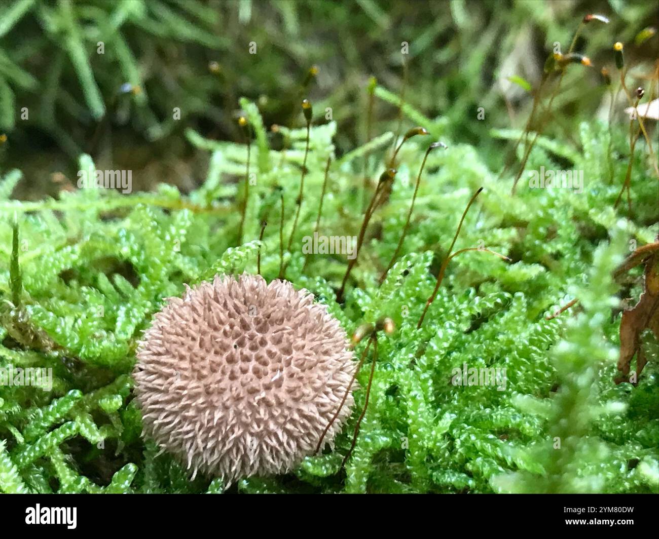 Spiny Puffball (Lycoperdon echinatum Stock Photo - Alamy